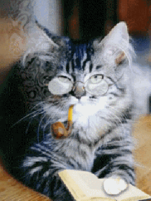 Kot jedzie samochodem - Gify i obrazki na GifyAgusi.pl