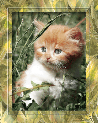 Zabawne kotki - Gify i obrazki na GifyAgusi.pl