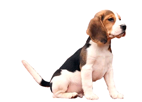 Pies beagle bez tła - Gify i obrazki na GifyAgusi.pl