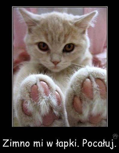 Białemu kotkowi zimno w łapki - Gify i obrazki na GifyAgusi.pl