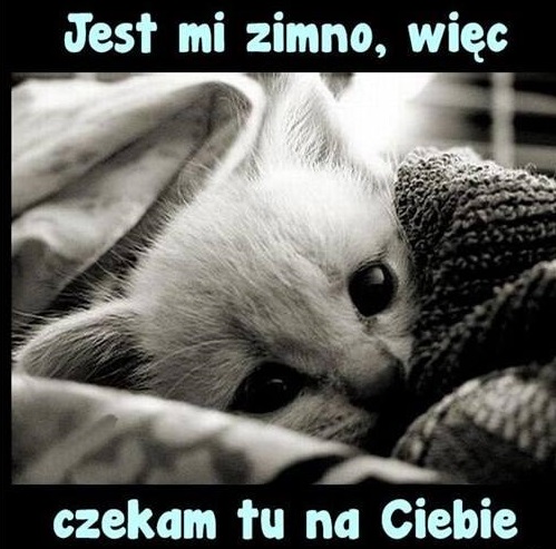 Kotek przykryty kocem zimno - Gify i obrazki na GifyAgusi.pl