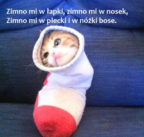 Kotek ukryty w skarpecie zimno - Gify i obrazki na GifyAgusi.pl