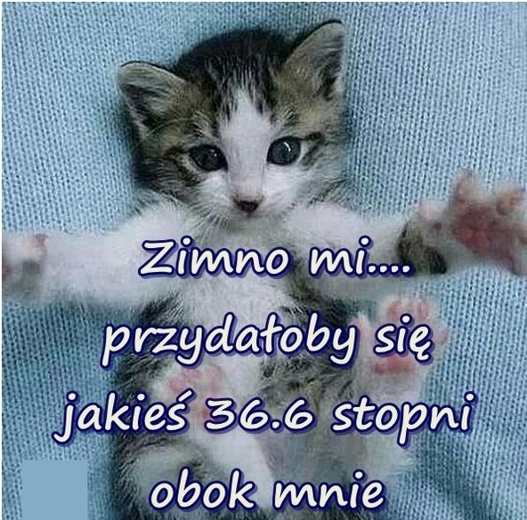 Małemu kotkowi zimno - Gify i obrazki na GifyAgusi.pl