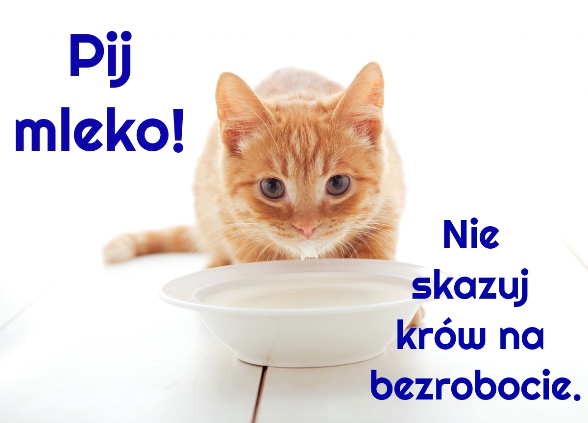 Rudy kotek prosi aby pić mleko - Gify i obrazki na GifyAgusi.pl