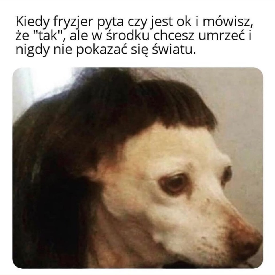 Gify Śmieszne memy i obrazki - Gify i obrazki na GifyAgusi.pl